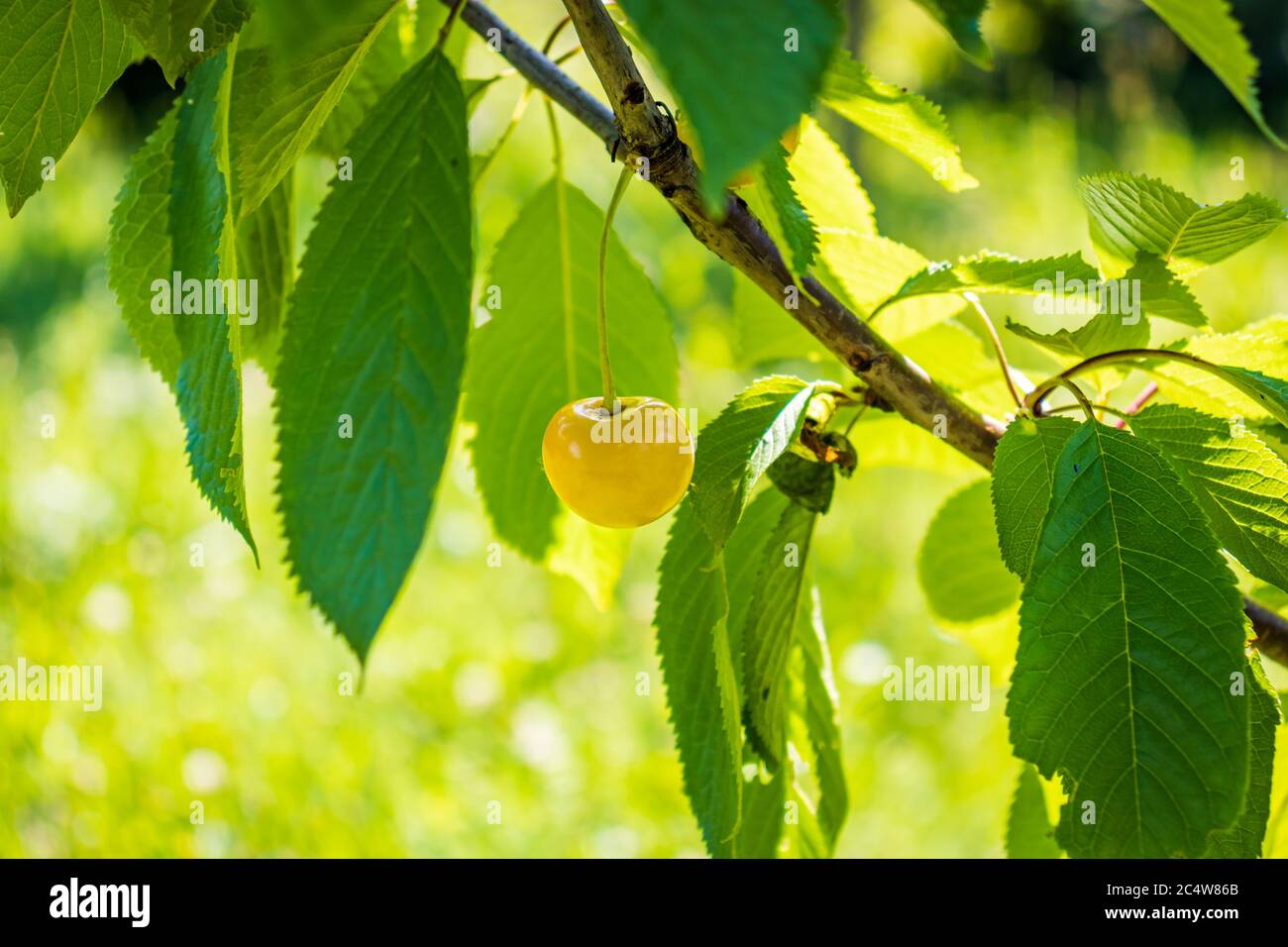 Cherry cocktail in garden hi-res stock photography and images - Alamy
