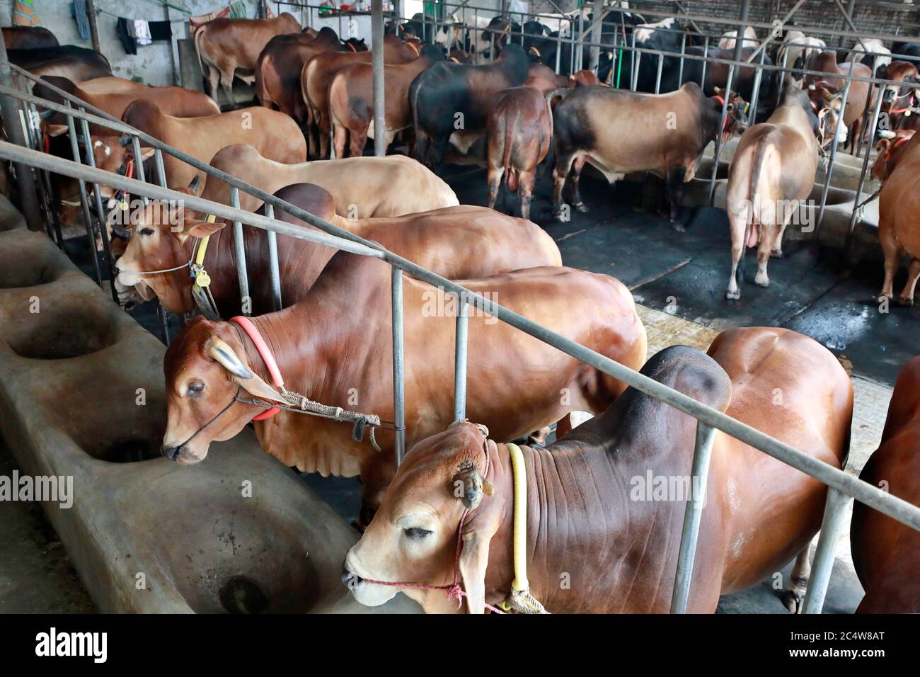 Dhaka, Bangladesh - June 28, 2020: A cattle farm at Mohammadpur in ...
