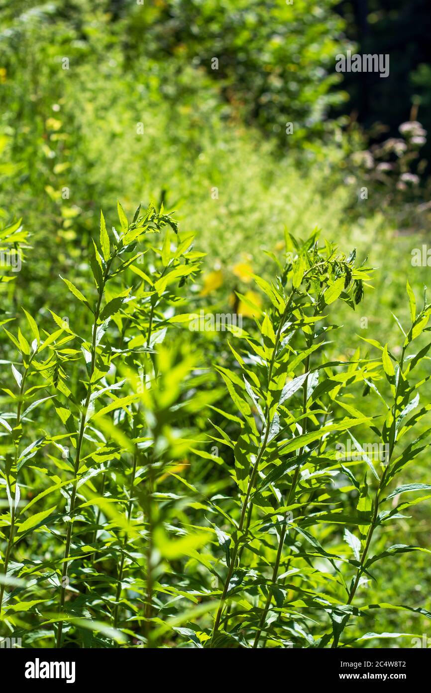 plants at the roadside, shining in the midday sun Stock Photo - Alamy