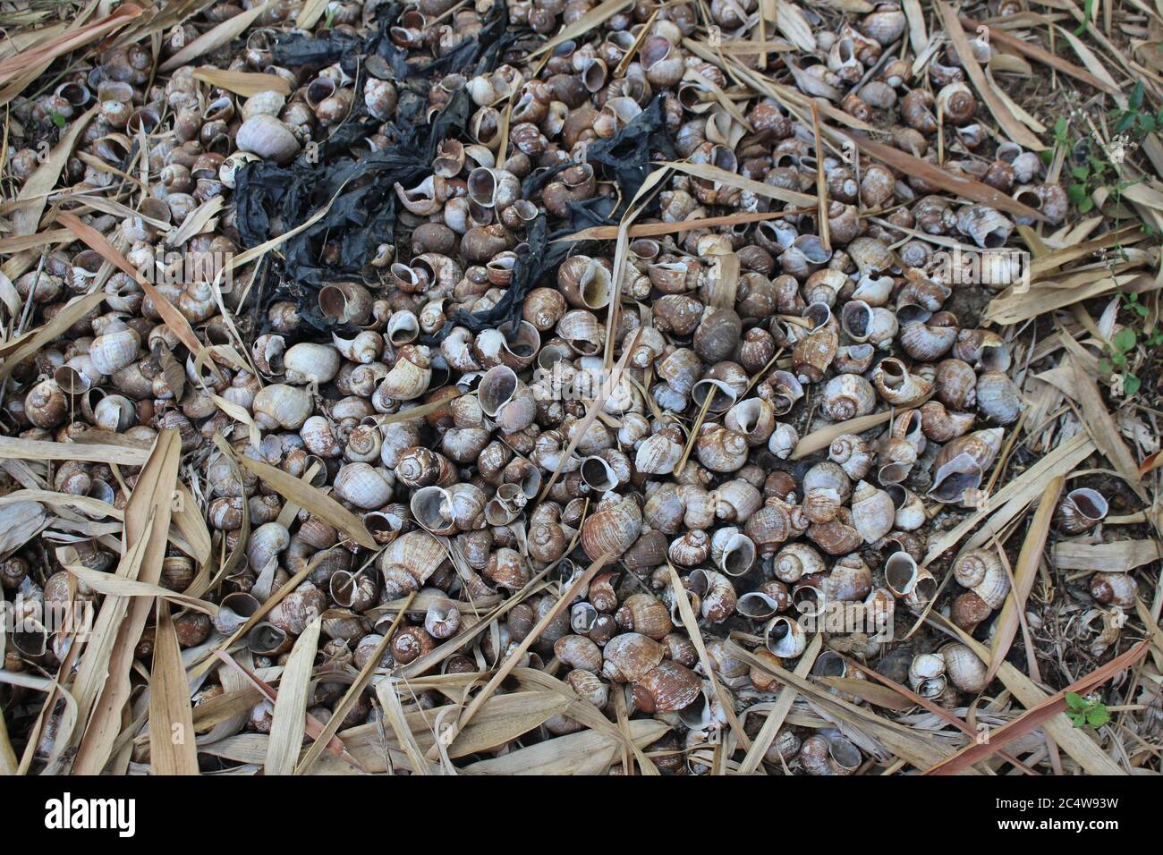 Classification of shells hi-res stock photography and images - Alamy