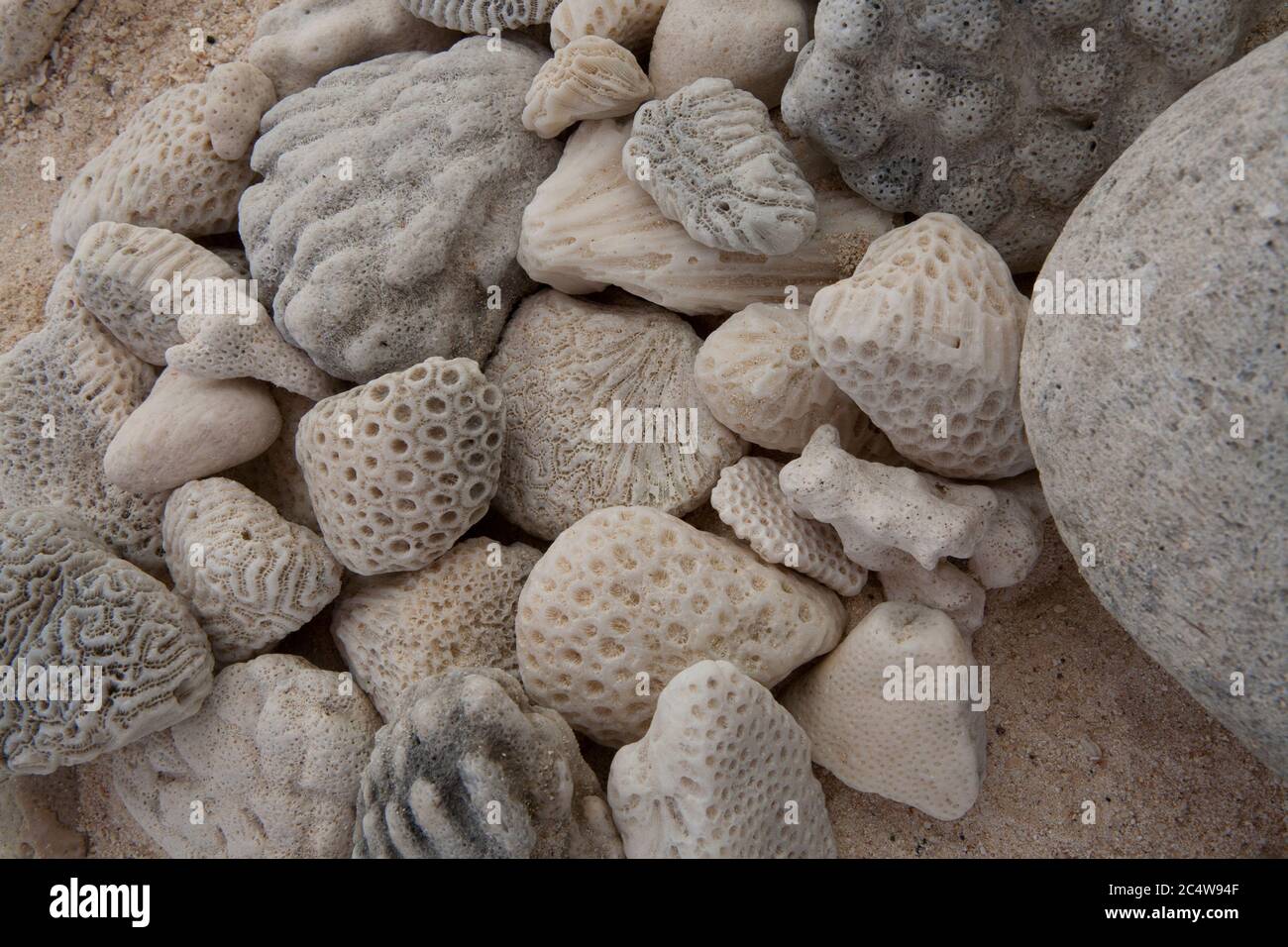 Pebbles on the beach with unusual markings cook islands South Pacific ...