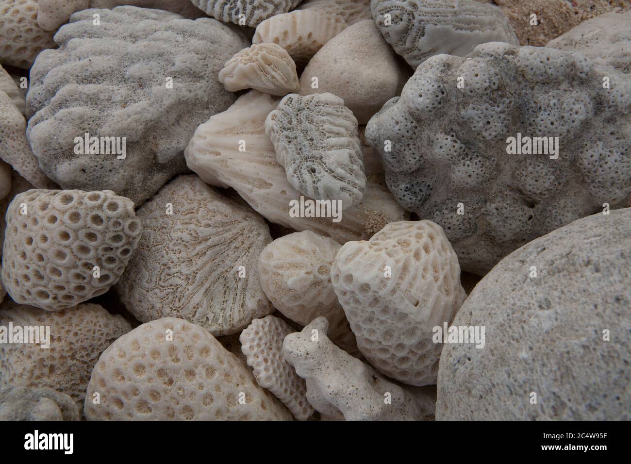 Pebbles on the beach with unusual markings cook islands South Pacific ...