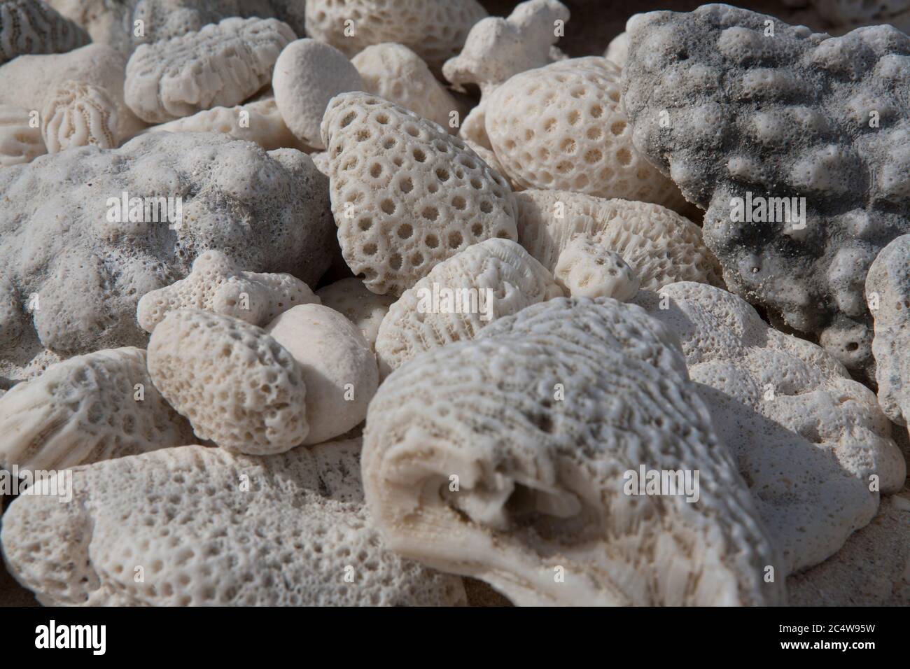 Pebbles on the beach with unusual markings cook islands South Pacific ...