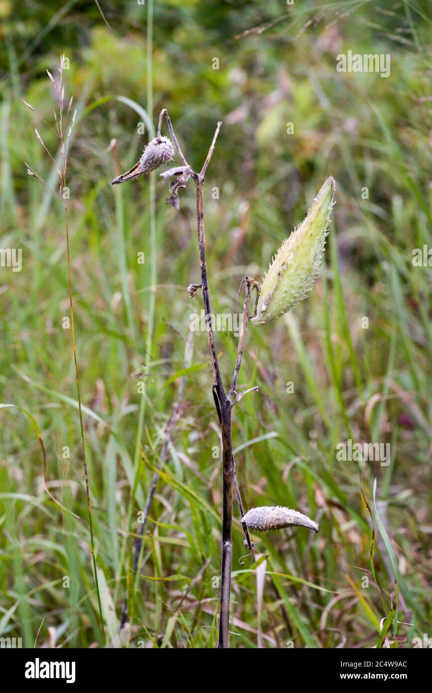 Common Milkweed (Asclepias Syriaca) pod Stock Photo - Alamy