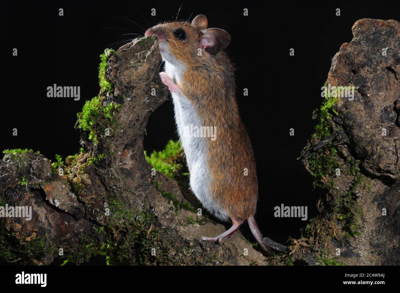 wood mouse apodemus sylvaticus Stock Photo - Alamy