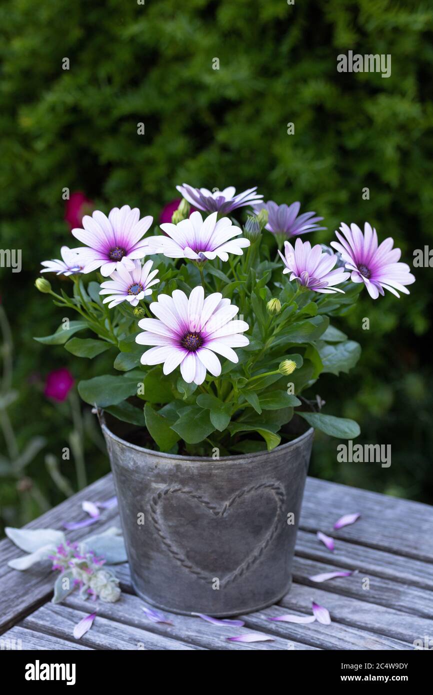 Purple daisy in plant pot hi-res stock photography and images - Alamy