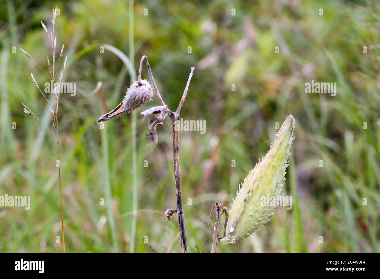 Common Milkweed (Asclepias Syriaca) pod Stock Photo - Alamy