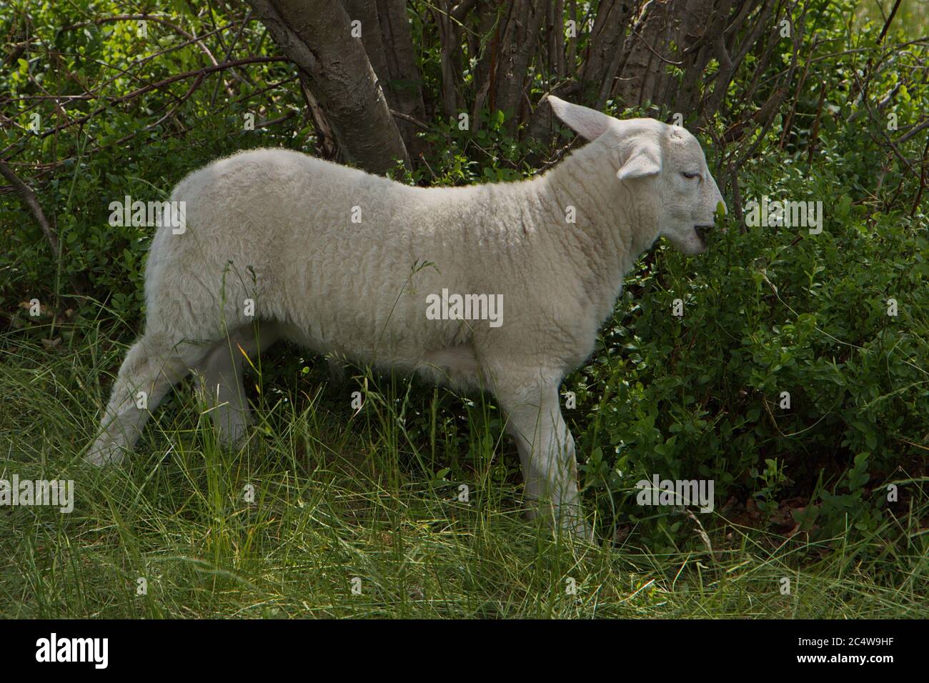 Lamb feeding on grass tree hi-res stock photography and images - Alamy