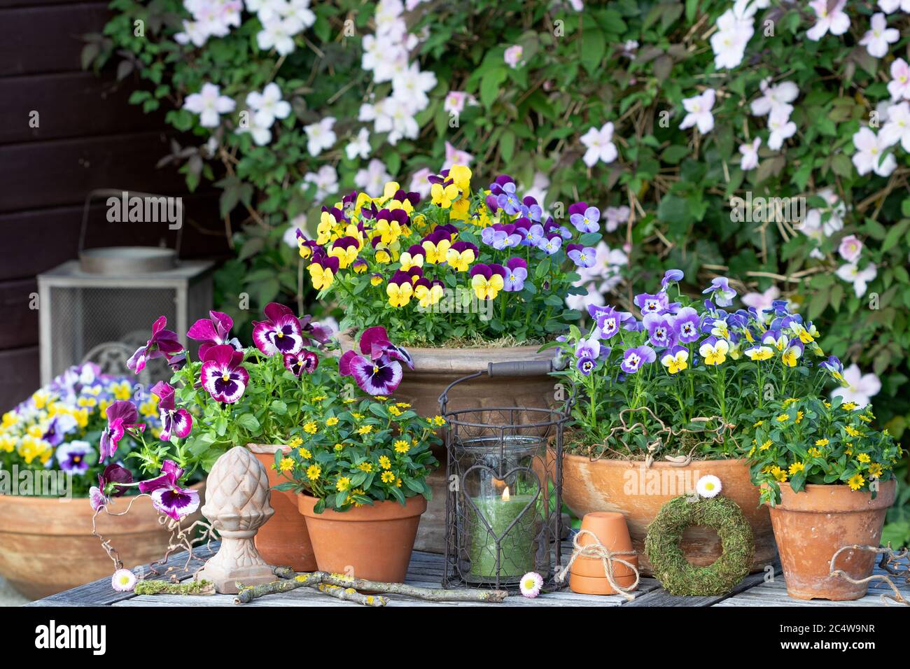 spring garden decoration with viola flowers in terracotta pots Stock ...