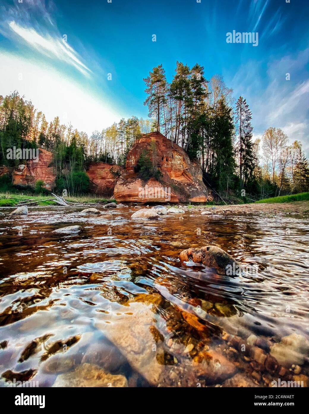 Low angle shot of tall trees near the river with a blue sky in the ...