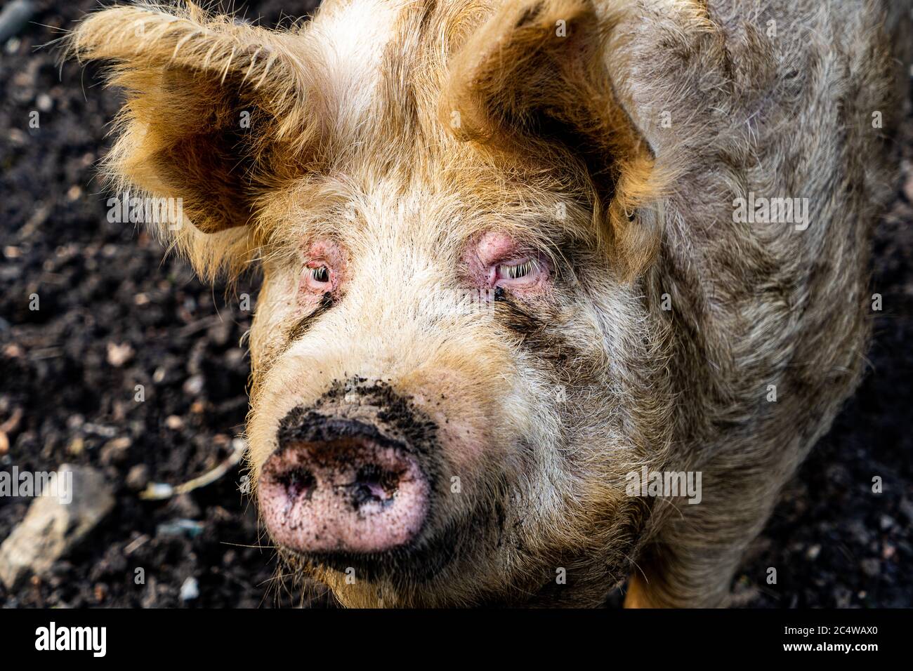 Pig nostrils hi-res stock photography and images - Alamy