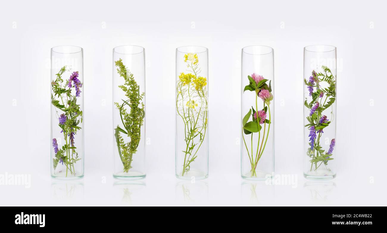 Natural cosmetics organic product from plants and flowers, herbal ...
