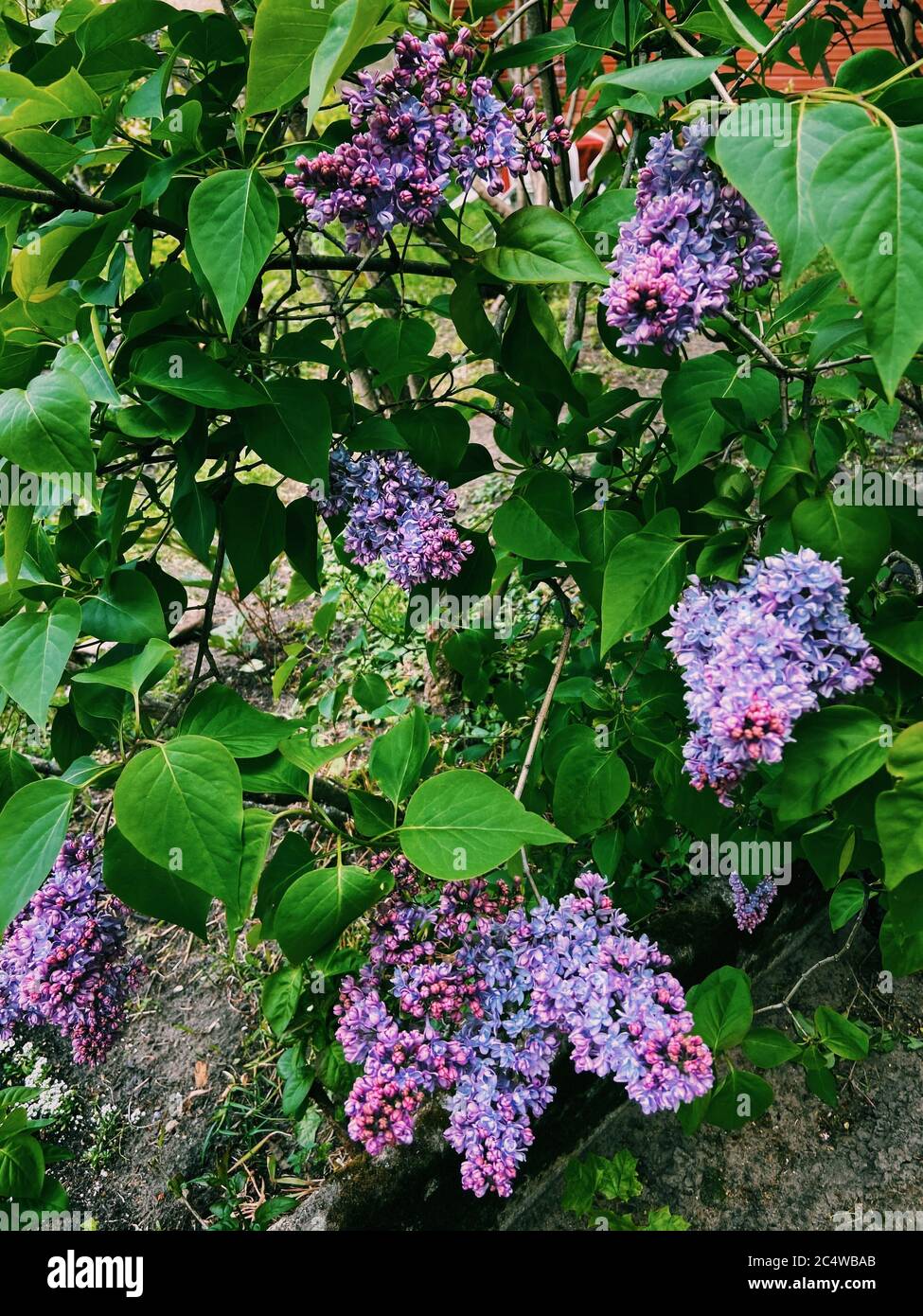 Beautiful siren hi-res stock photography and images - Alamy