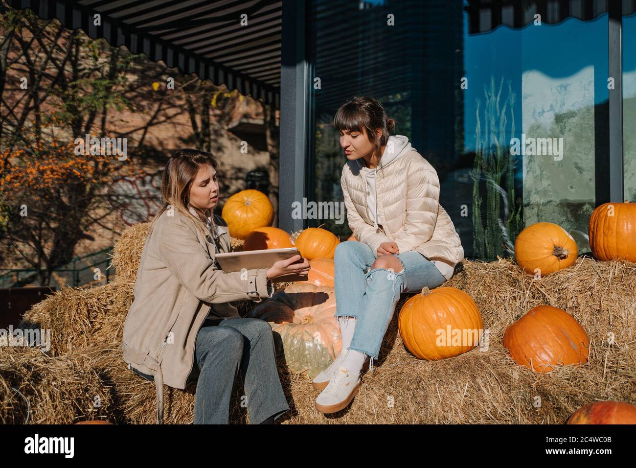 Girls have fun among pumpkins and haystacks on a city street Stock ...