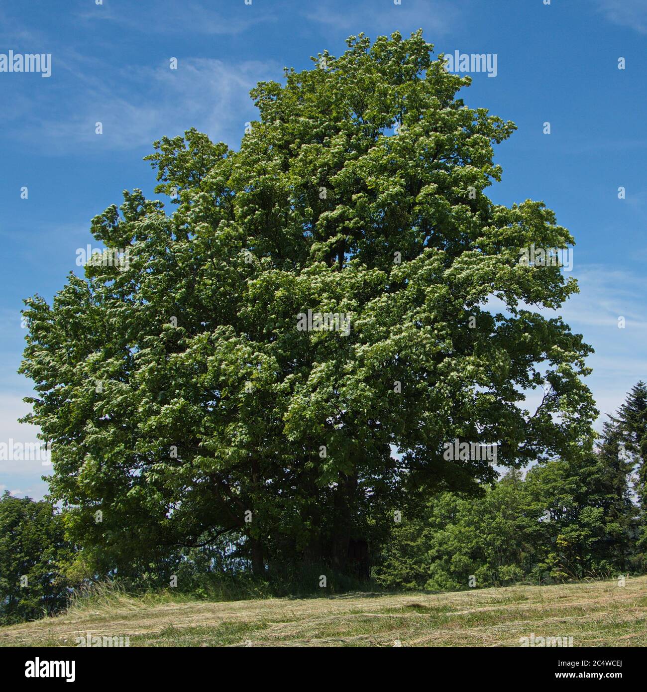 Giant maple tree near Hukvaldy in Czech republic,Europe Stock Photo - Alamy