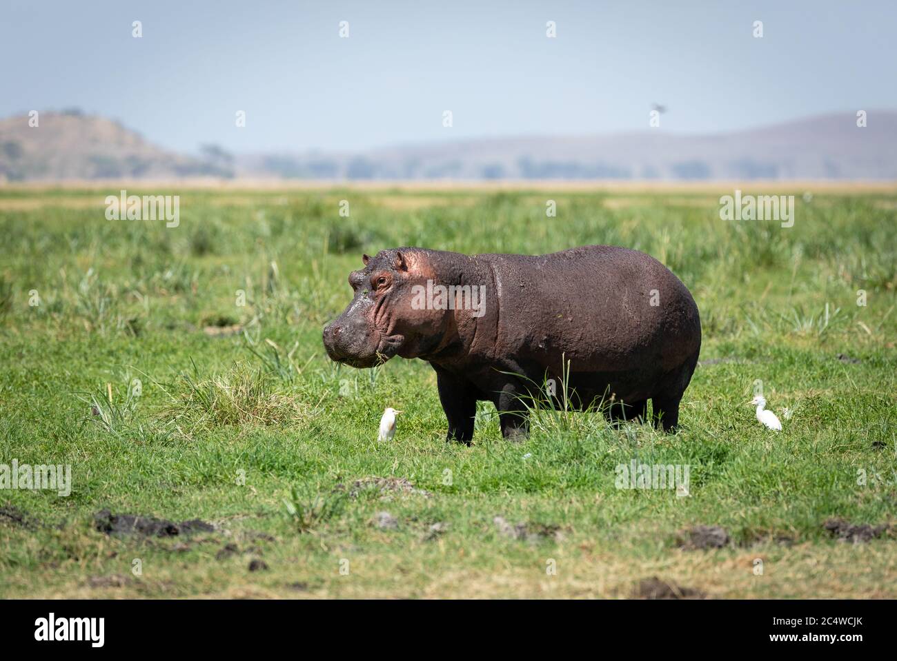 Side view of hippo hi-res stock photography and images - Alamy