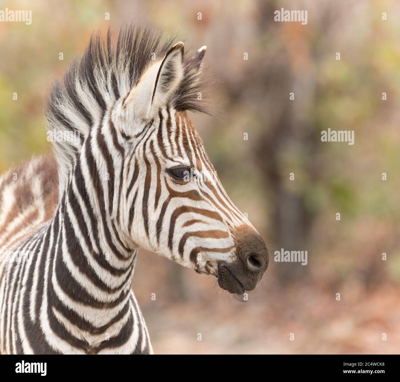 Vertical portrait of a young zebra half face in Kruger National Park ...