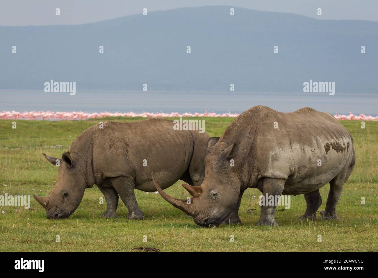 Rhino two horns hi-res stock photography and images - Alamy