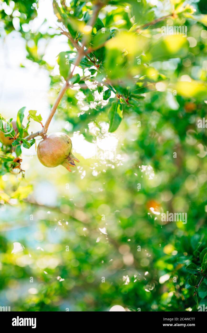 The fruit of a pomegranate on a tree branch Stock Photo - Alamy
