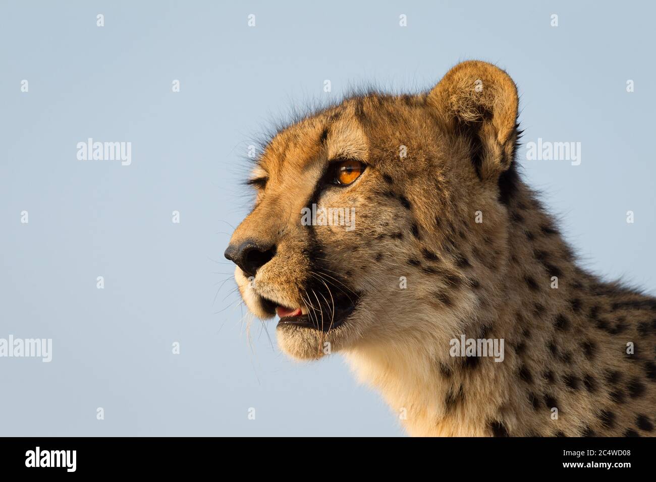 A close up horizontal portrait of a cheetah's head with the sunset ...