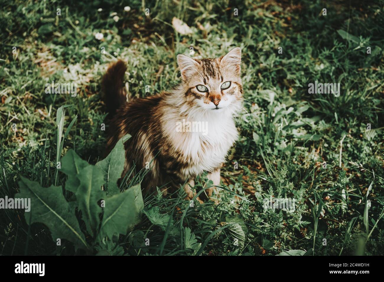 Amazing and beautiful cat outdoors Stock Photo - Alamy