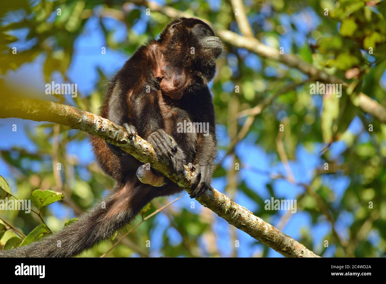 Mantled howler monkey, Colon island, Bocas del Toro, Panama Stock Photo ...