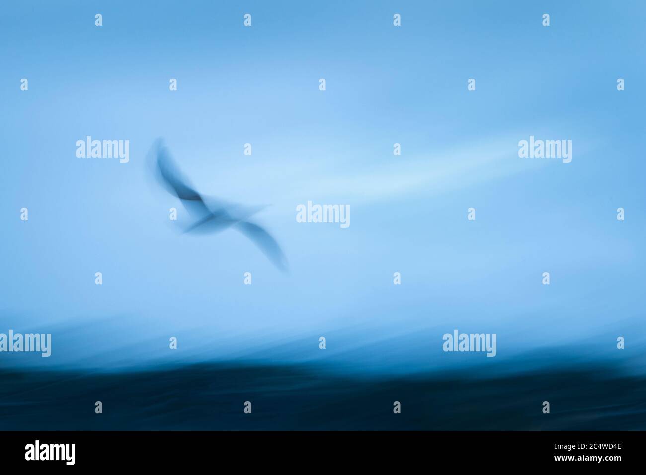 Abstract image of seagull flying towards the sea. Image captured using ...