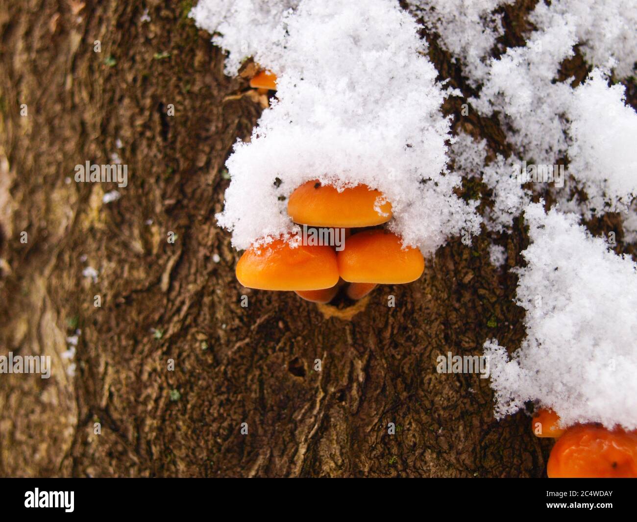 The enoki tree hi-res stock photography and images - Alamy