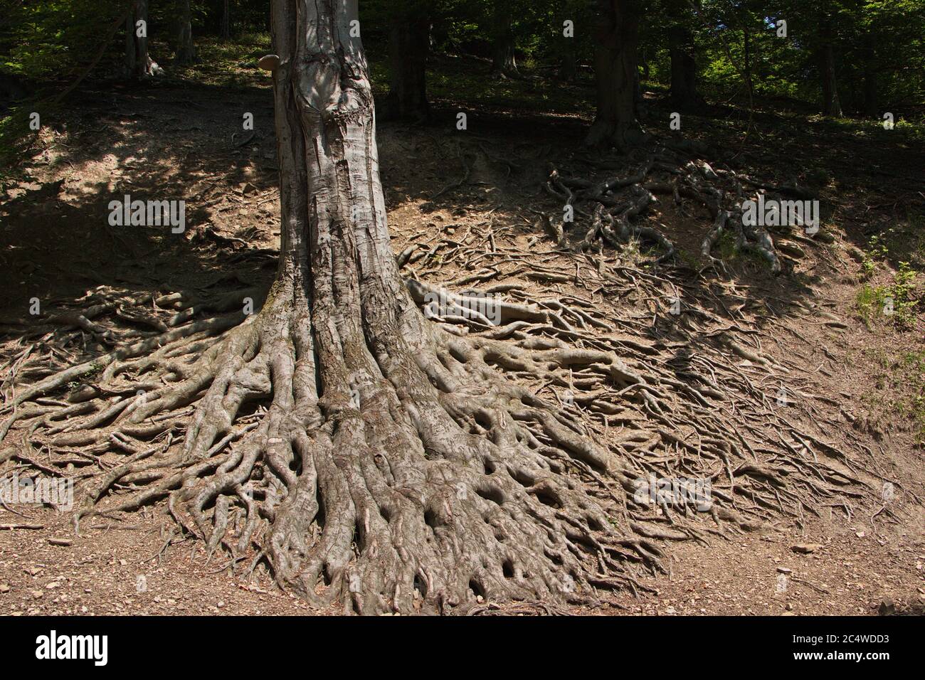 Roots of a beech tree in the park "Obora" near Hukvaldy in Czech ...