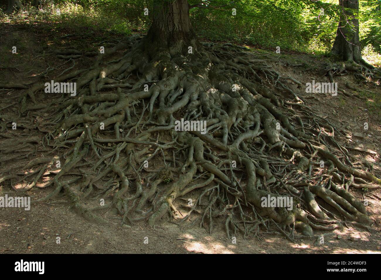Roots of a beech tree in the park "Obora" near Hukvaldy in Czech ...