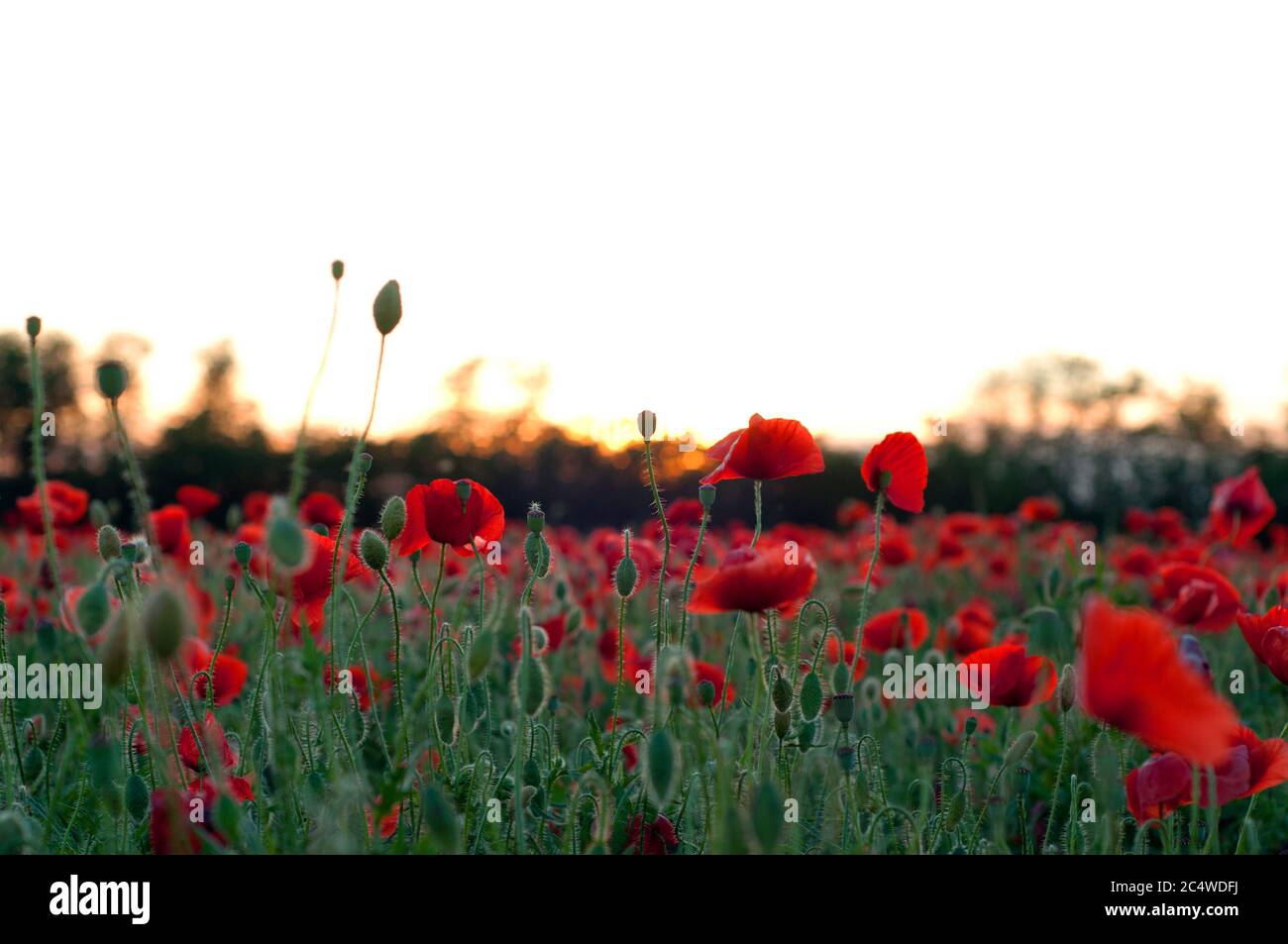Beautiful red poppies sunset hi-res stock photography and images - Alamy