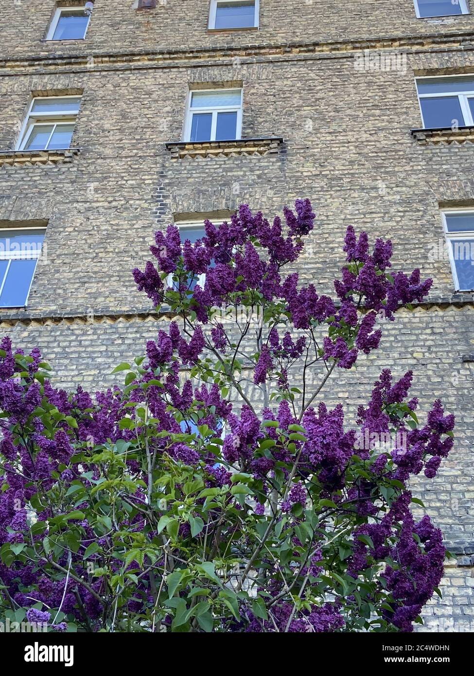 Low angle shot of beautiful lilac trees in front of a building Stock ...