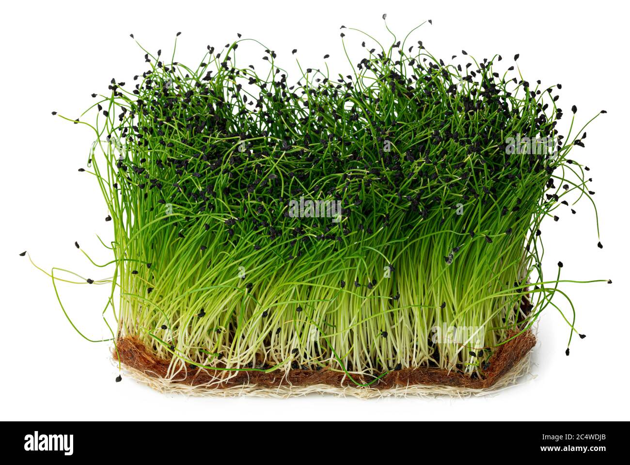 Growing micro green of onion in a tray isolated on white Stock Photo ...