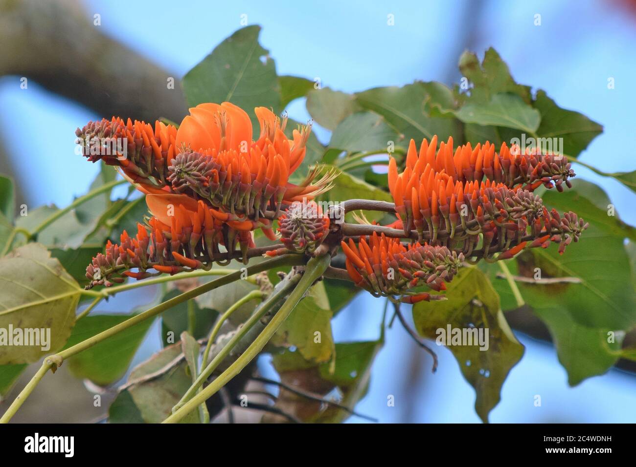 Erythrina poeppigiana (Coral tree, Mountain immortelle), Boquete ...