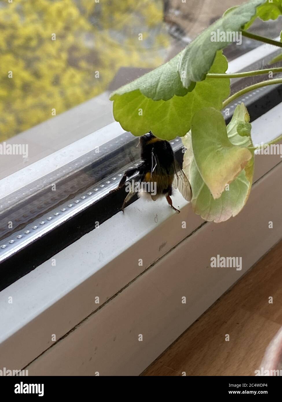 Trapped in the stem hi-res stock photography and images - Alamy