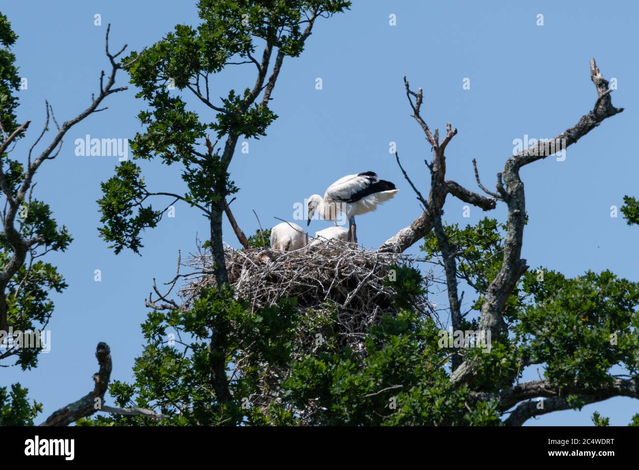 Young white stork babies in large nest in ancient oak tree Stock Photo ...