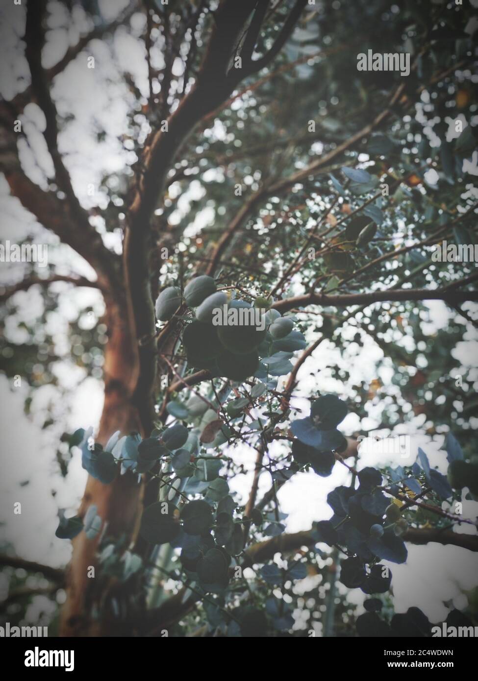 Round shaped leaves hi-res stock photography and images - Alamy