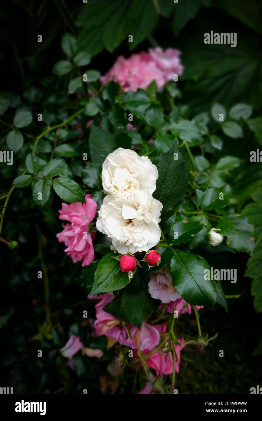 Bush of widely opened pink and white roses - perfect for background ...