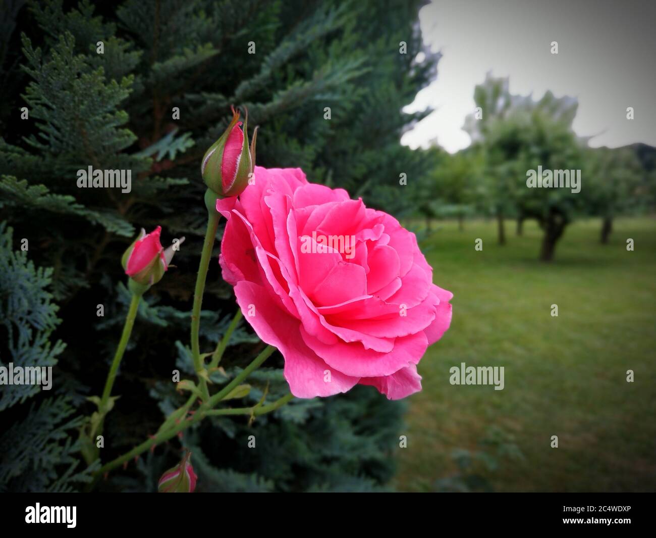 Selective focus shot of a beautiful opened pink rose with its two buds ...
