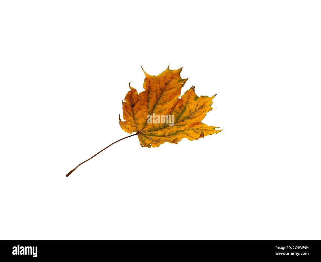 Leaf falling hi-res stock photography and images - Alamy