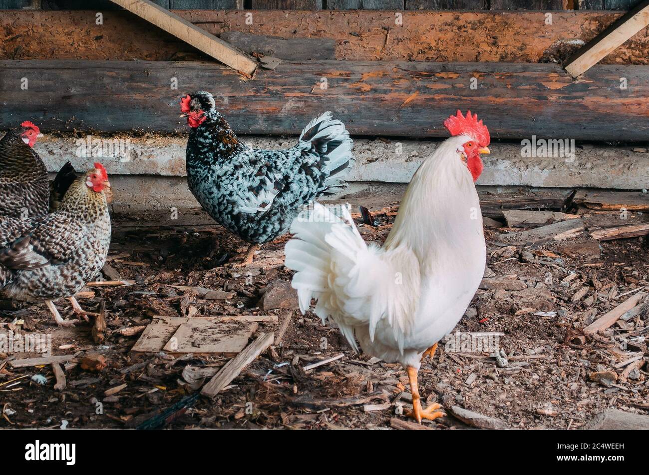 A flock of chickens and a rooster in a barn in the village Stock Photo ...