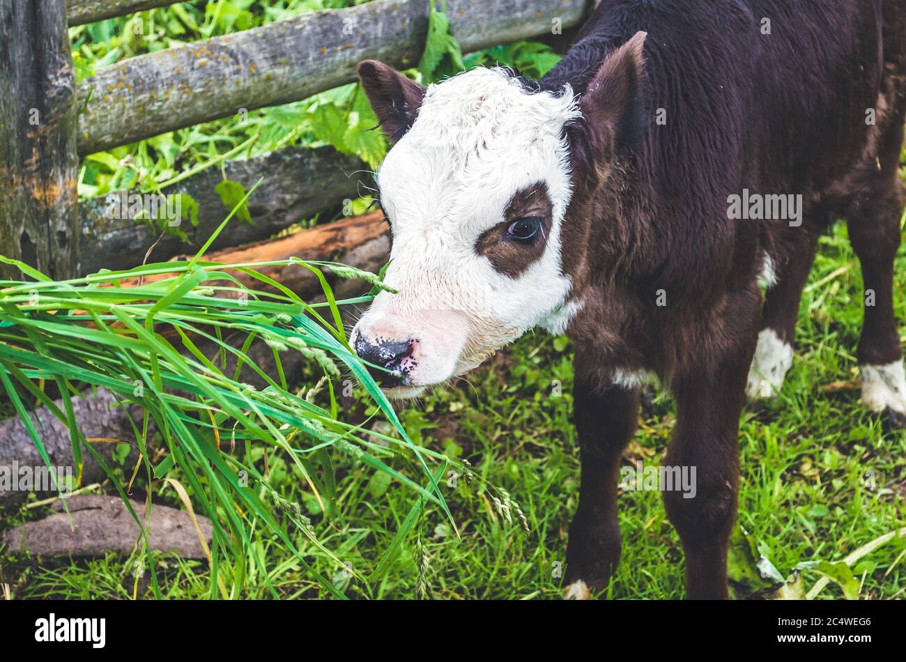 Feeding calf grass in the pen, village Stock Photo - Alamy