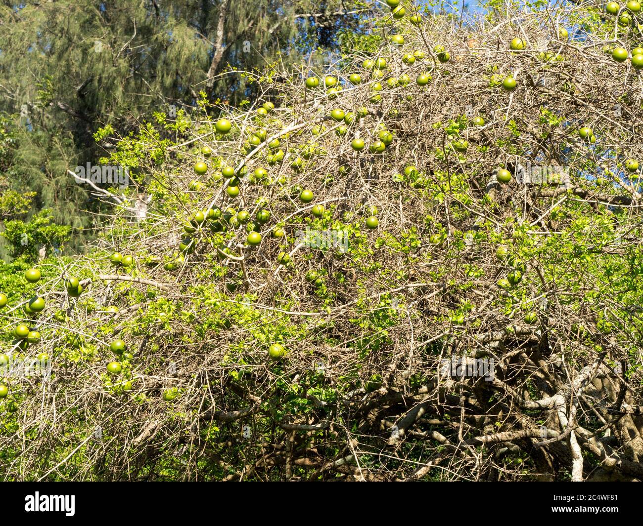 A tree laden with monkey apple fruit. The tree belongs to the Strychnos ...