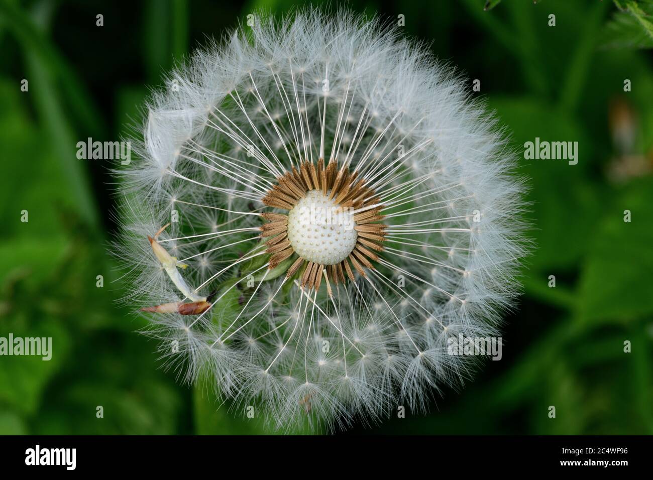 Dandelion tuft hi-res stock photography and images - Alamy