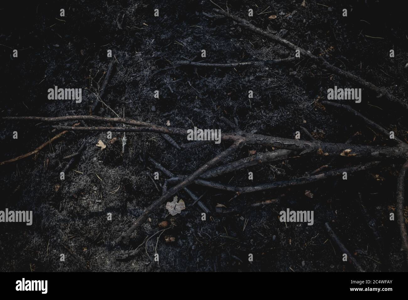 Burnt tree branches on hi-res stock photography and images - Alamy