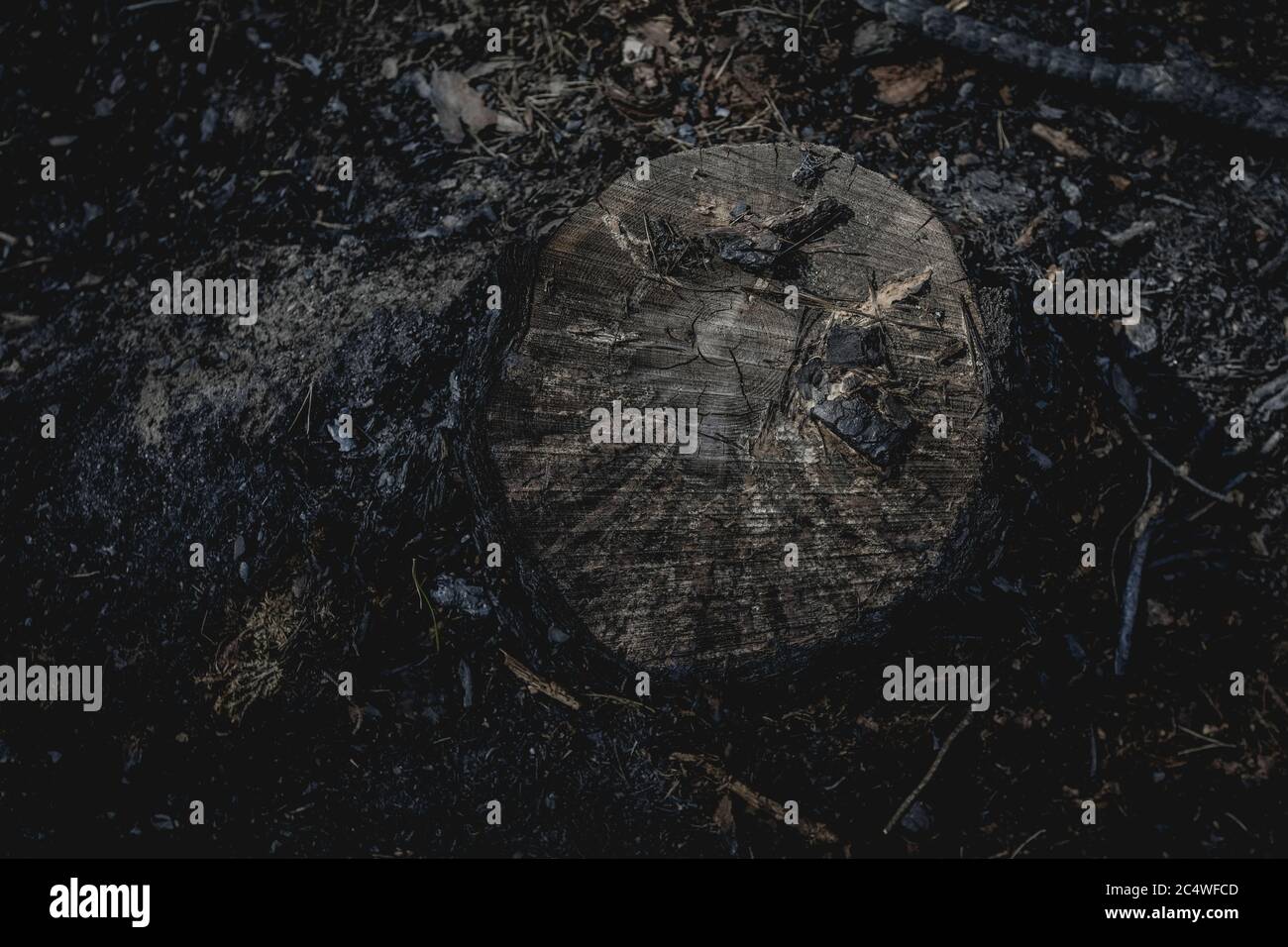 Cut and burnt tree with burnt black grass in the forest Stock Photo - Alamy