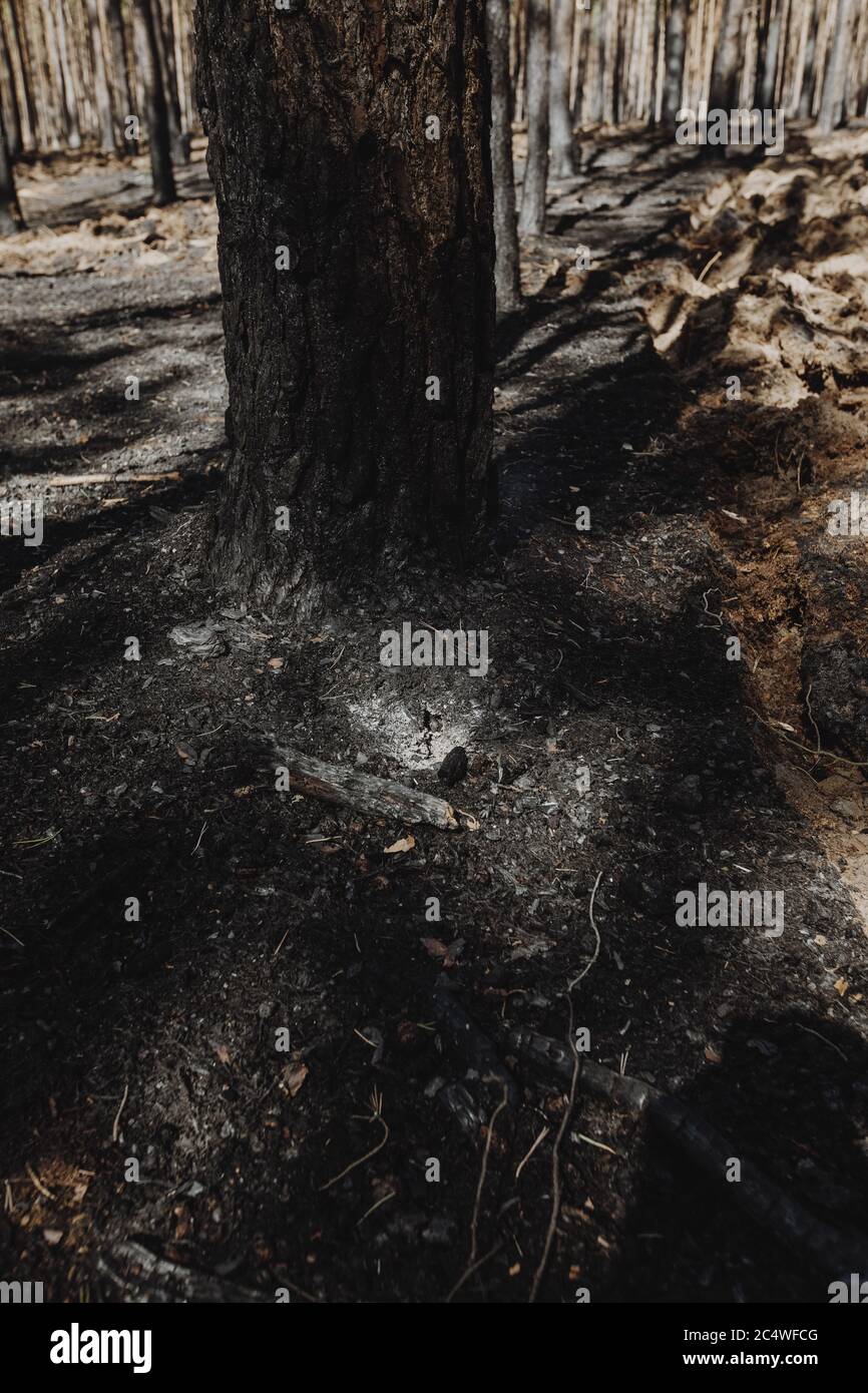 Tree bark burnt hi-res stock photography and images - Alamy