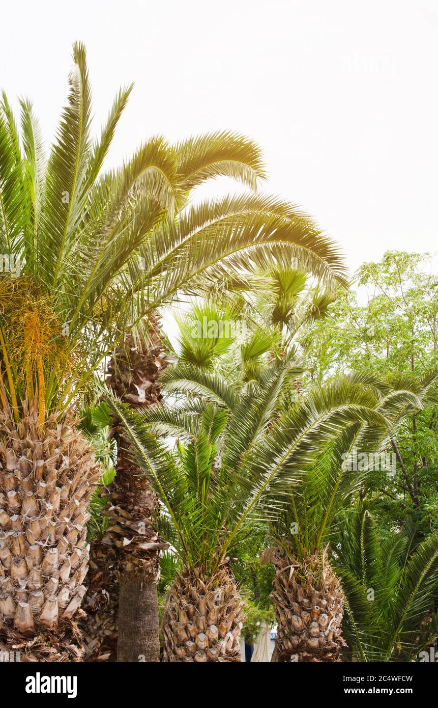 Green growing palm trees. Tropical Background. Summer vacation and ...