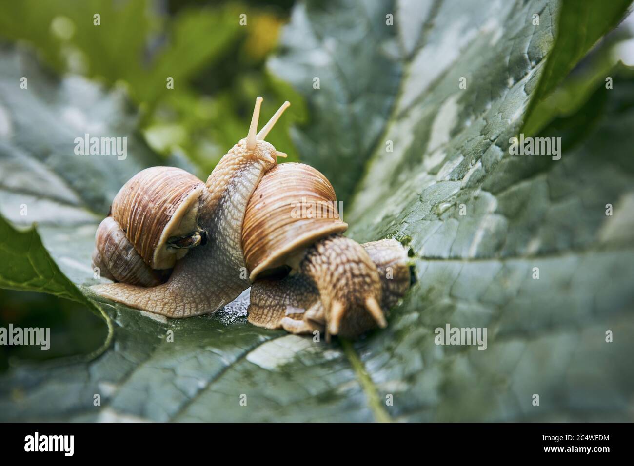 Close up garden snail shell hi-res stock photography and images - Alamy