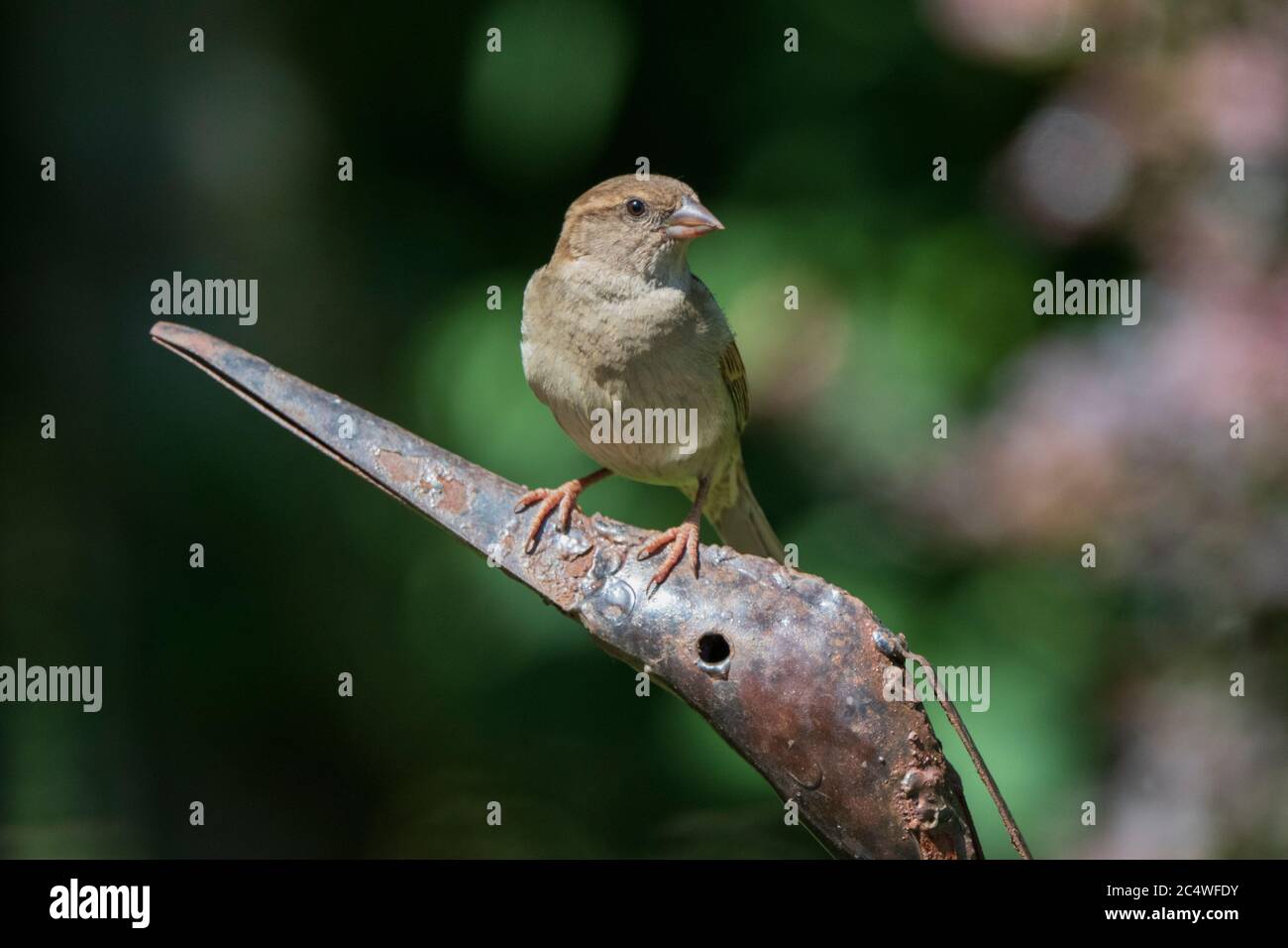 House Sparrow (Passer domesticus), immature female Stock Photo - Alamy